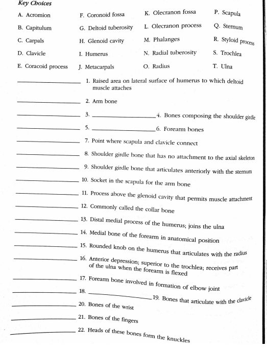 Using the key choices, identify the bone names or markings a | Quizlet