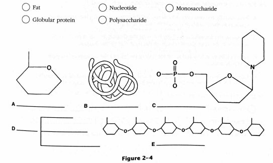 Five Simplified Diagrams Of Biological Molecules Are Depicte Quizlet