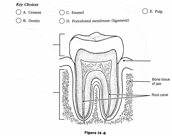 First, use the key choices to label the tooth diagrammed in | Quizlet