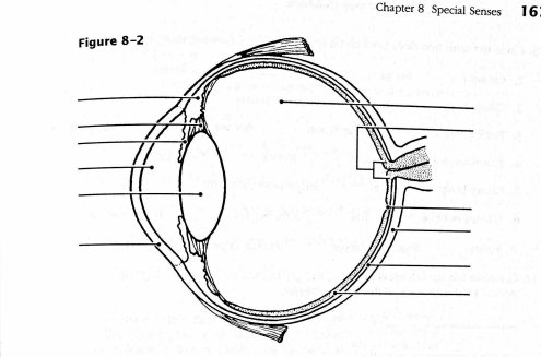 Using the key choice terms given in Exercise 8, identify the | Quizlet