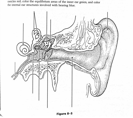 Figure 8 3 Is A Diagram Of The Ear Use Anatomical Terms Quizlet