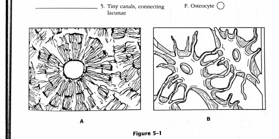 Five descriptions of bone structure are provicled in Column | Quizlet