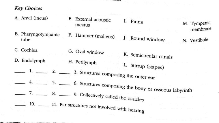 Using the key choices, select the terms that apply to the fo | Quizlet