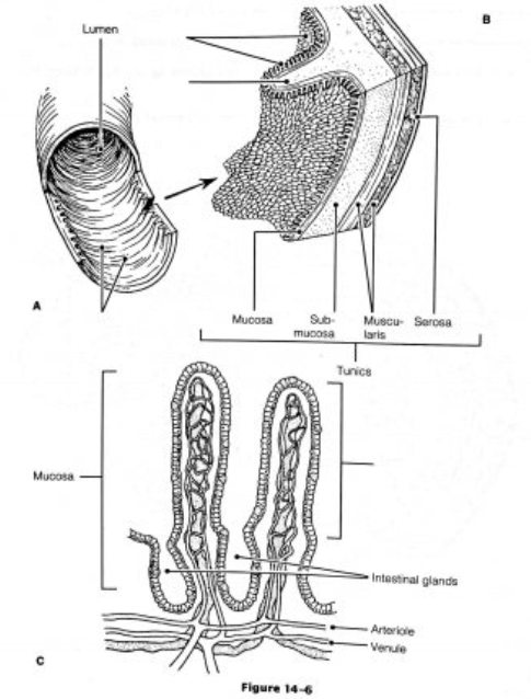 The figure given below shows three views of the small intest | Quizlet