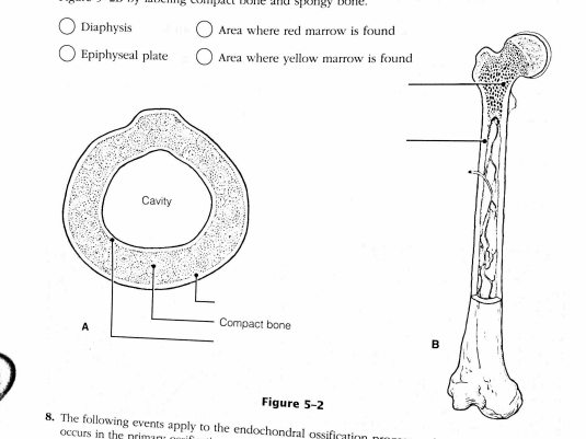 Figure $5-2 \mathrm{~A}$ is a mid level, cross-sectional vie | Quizlet