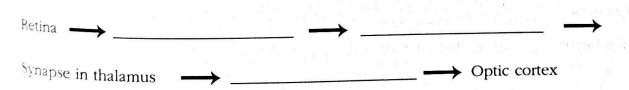 Name in sequence the neural elements of the visual pathway, | Quizlet