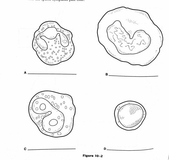 Four leukocytes are diagrammed in Figure 10-2. First, follow | Quizlet