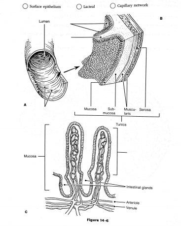 Fgure $14-6$ shows three views of the small intestine. First | Quizlet