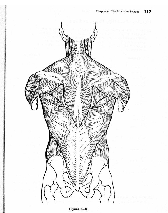 Identify the posterior trunk muscles described in Column A b | Quizlet