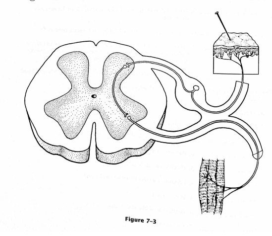 Refer to Figure 7-3, showing a reflex arc, as you complete t | Quizlet