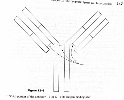 The basic structure of an antibody molecule is diagrammed in | Quizlet