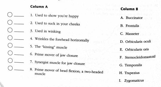 Identify the major muscles described in Column A by choosing | Quizlet
