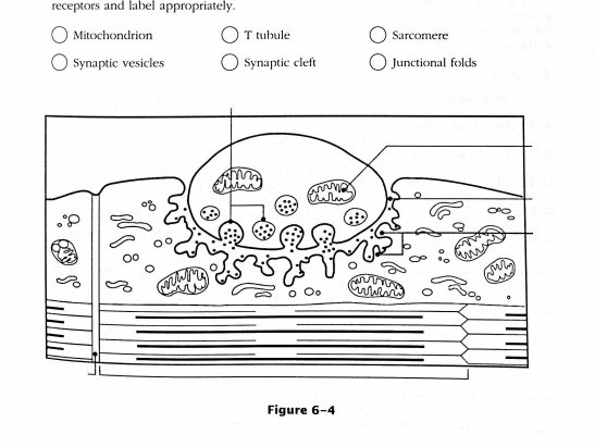 Figure 6-4 shows the components of a neuromuscular junction. | Quizlet