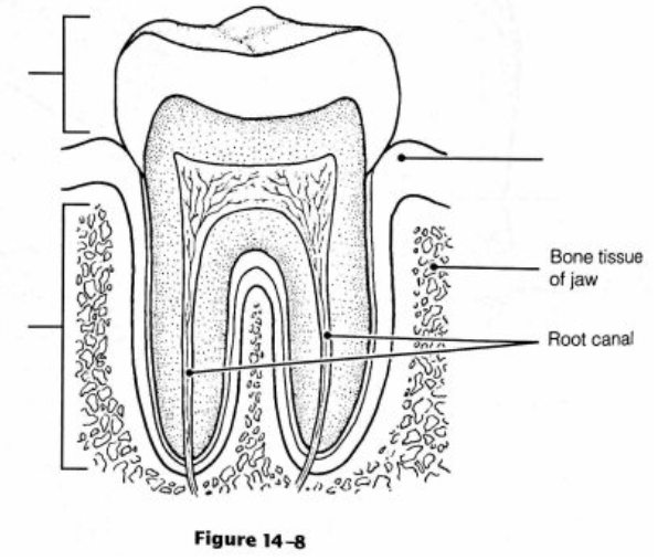 First, use the key choices to label the tooth diagrammed in | Quizlet First, use the key choices to label the tooth diagrammed in | Quizlet