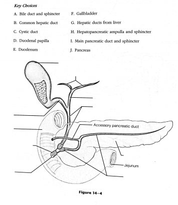 Figure 14-4 illustrates the relationship between the pancrea | Quizlet